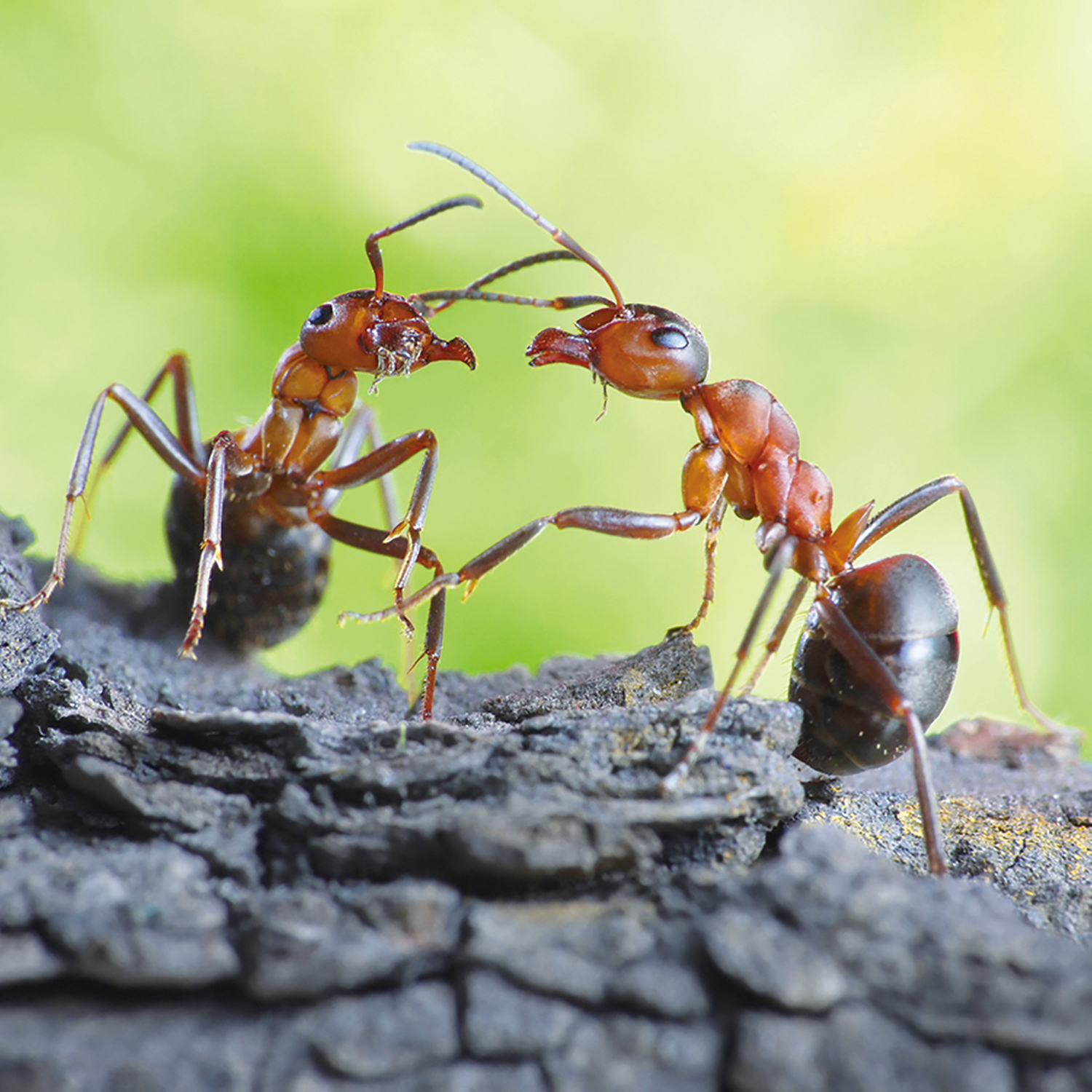 Wholesale Wild Science Ant Mine Kit | DollarDays